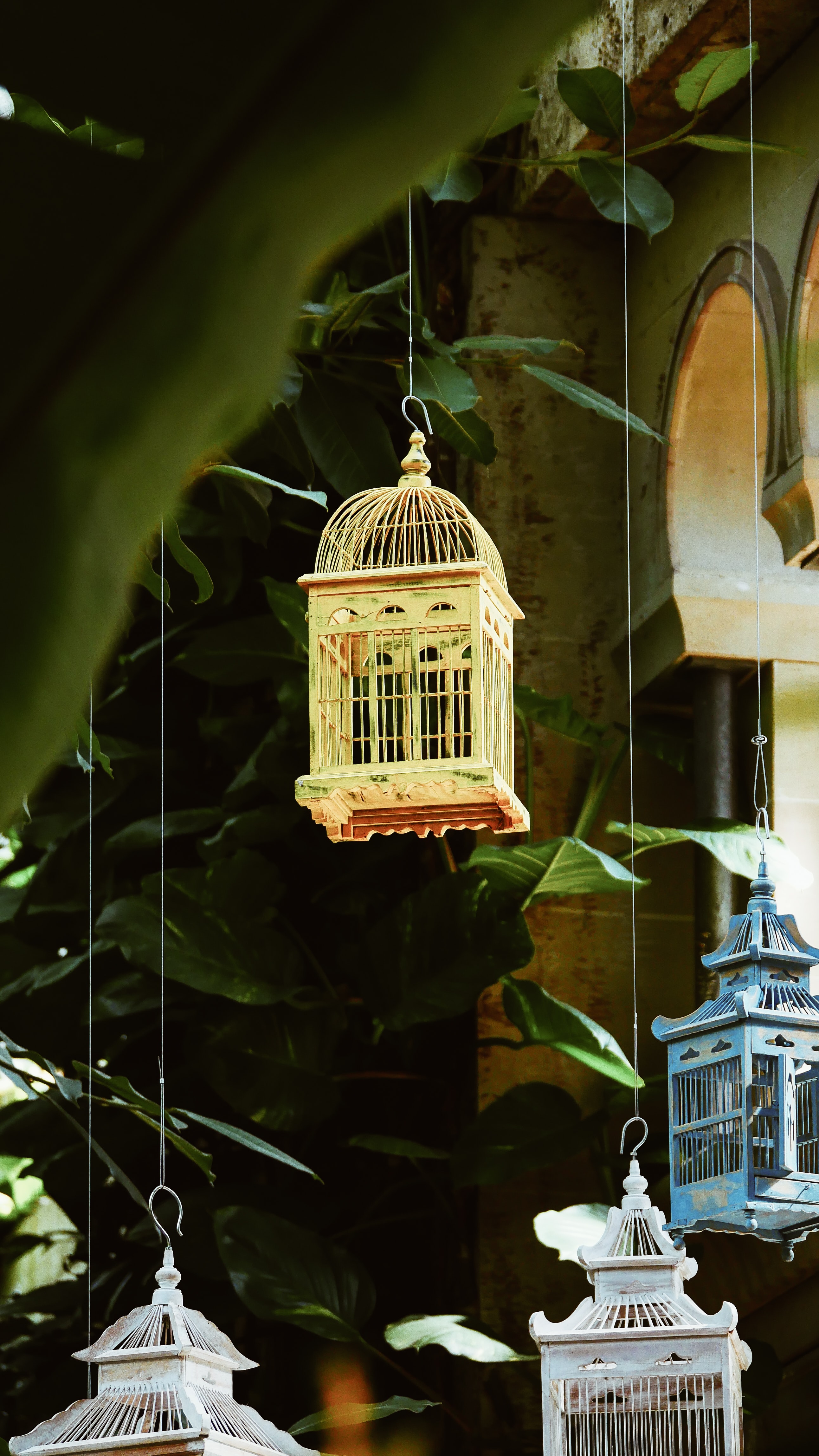 SEPTEMBER 2023: A PANDEMONIUM OF PARROTS - Jenny Aves